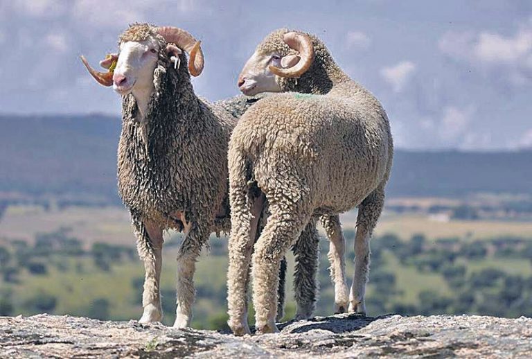 EL CONCEJO DE LA MESTA - La Vieja España